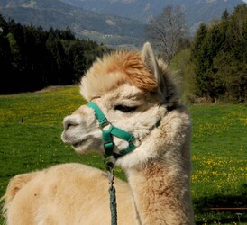 Tiergestützte Intervention/Therapie mit Alpacas & Lamas, Österreich ...