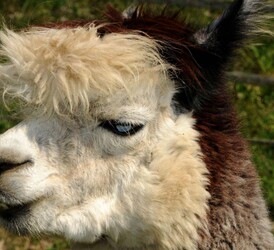 Tiergestützte Intervention/Therapie mit Alpacas & Lamas, Österreich ...